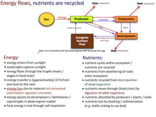 IB Biology 4.1-4.2 Slides: Ecosystems & Energy Flow | PPTX