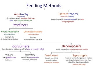 IB Biology 4.1-4.2 Slides: Ecosystems & Energy Flow | PPTX