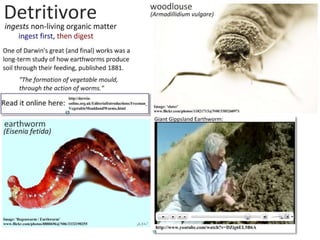IB Biology 4.1-4.2 Slides: Ecosystems & Energy Flow | PPTX