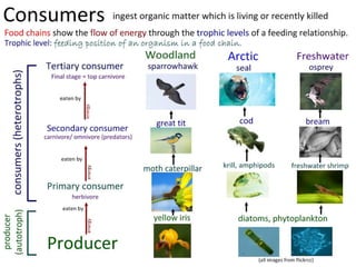 IB Biology 4.1-4.2 Slides: Ecosystems & Energy Flow | PPTX