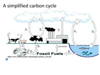 IB Biology 4.3-4.4 Slides: Carbon Cycle & Climate Change | PPTX