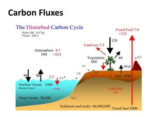 Carbon Cycle Diagram Ib