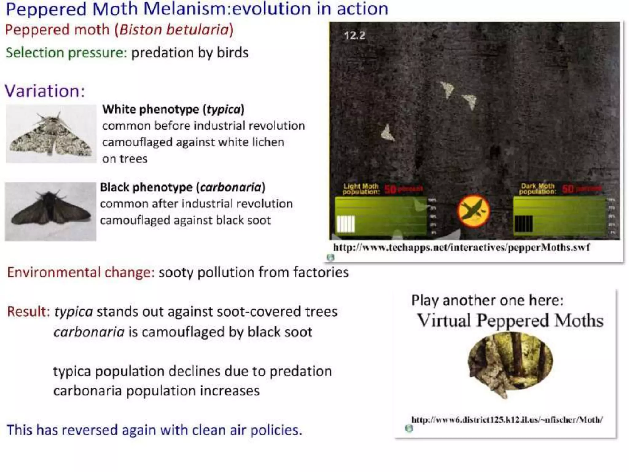 IB Biology 5.1-5.2 Slides: Evolution & Natural Selection | PPTX