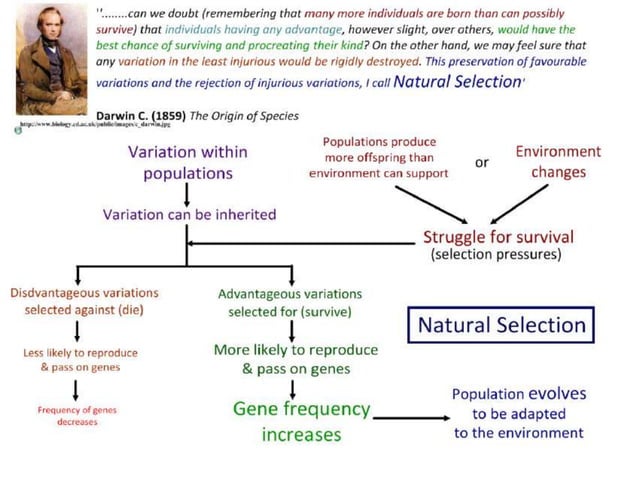 IB Biology 5.1-5.2 Slides: Evolution & Natural Selection | PPTX