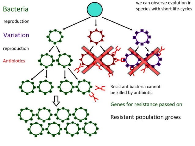 IB Biology 5.1-5.2 Slides: Evolution & Natural Selection | PPTX
