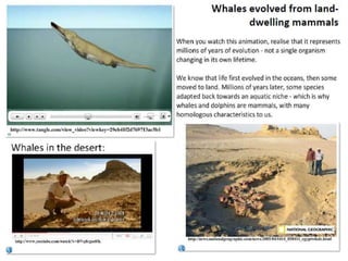IB Biology 5.1-5.2 Slides: Evolution & Natural Selection | PPTX