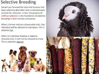 IB Biology 5.1-5.2 Slides: Evolution & Natural Selection | PPTX