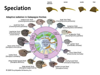IB Biology 5.1-5.2 Slides: Evolution & Natural Selection | PPTX