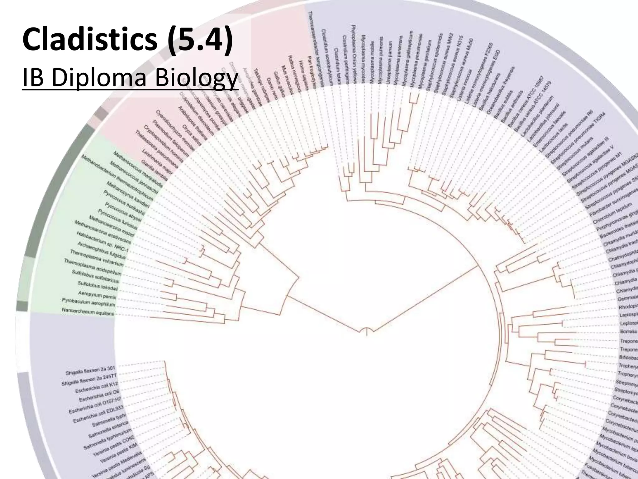 IB Biology 5.4 Slides: Cladistics | PPTX