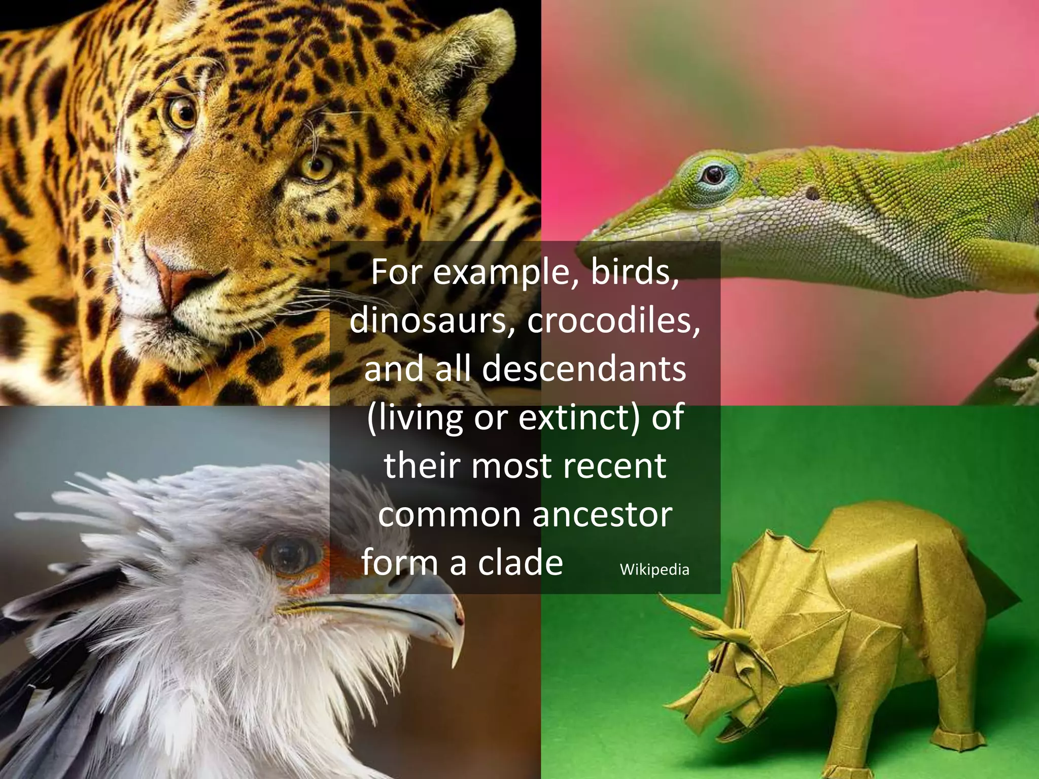 IB Biology 5.4 Slides: Cladistics | PPTX