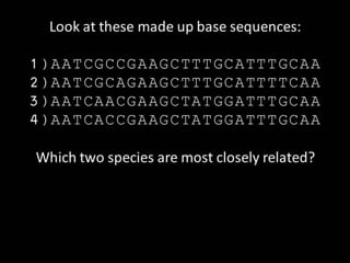 IB Biology 5.4 Slides: Cladistics | PPTX