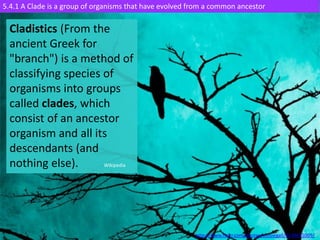 Cladistics Biology