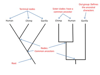 Cladistics Biology