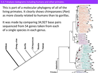 Cladistics Biology