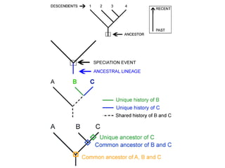 Cladistics Biology