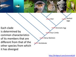 Cladistics Biology