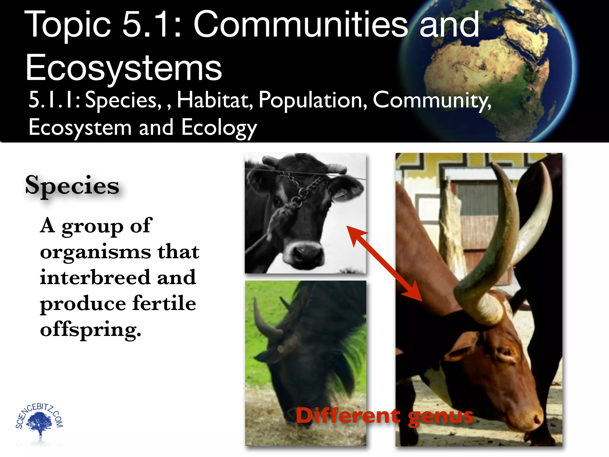 IB Biology 5.1 communites and ecosystems | PDF
