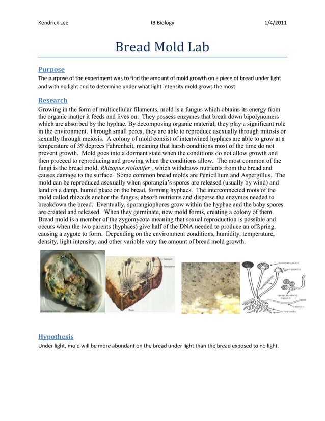 Ib biology bread mold lab lee | DOCX