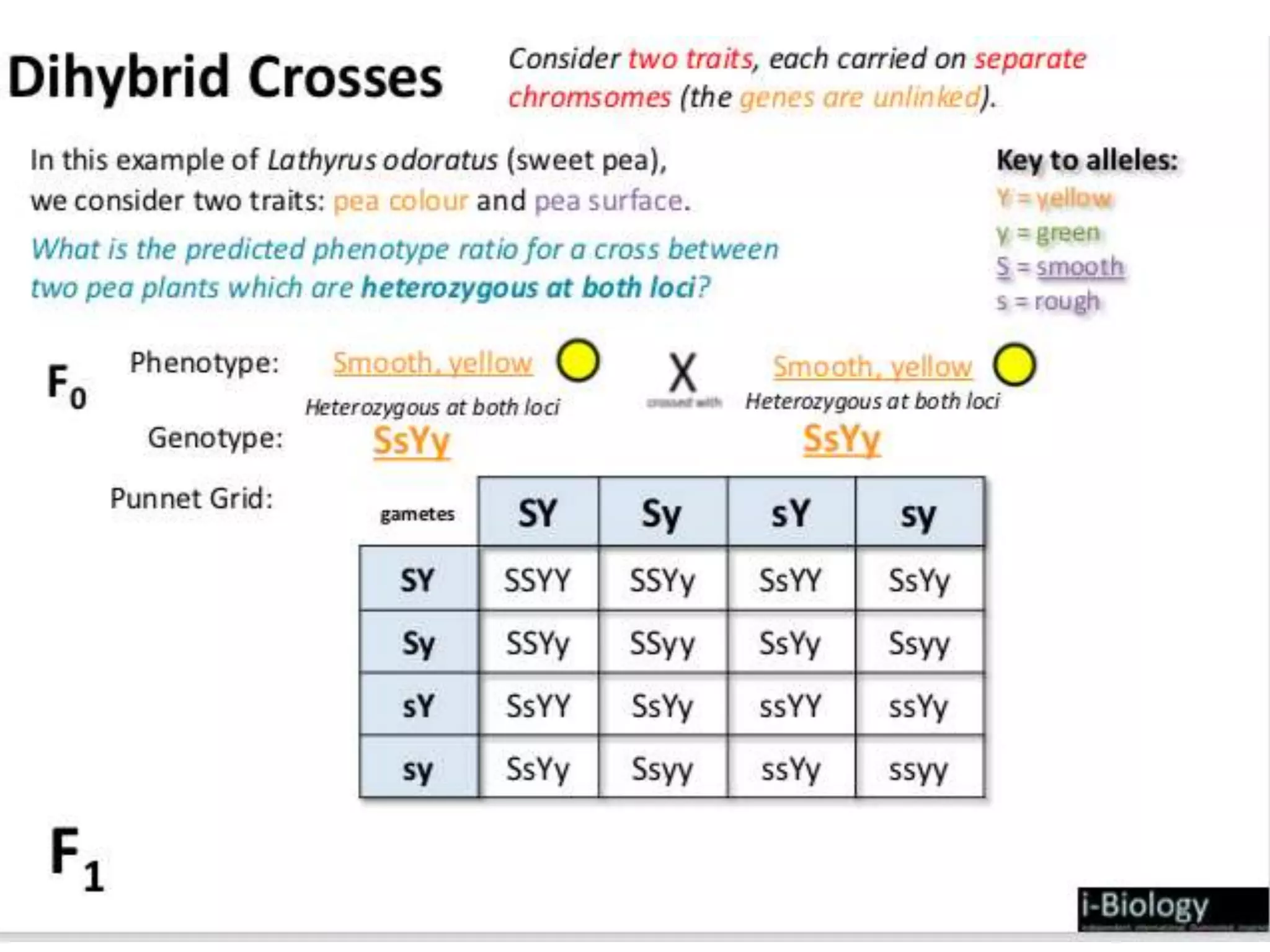 IB Bio Topic 10.2 Inheritance.pptx