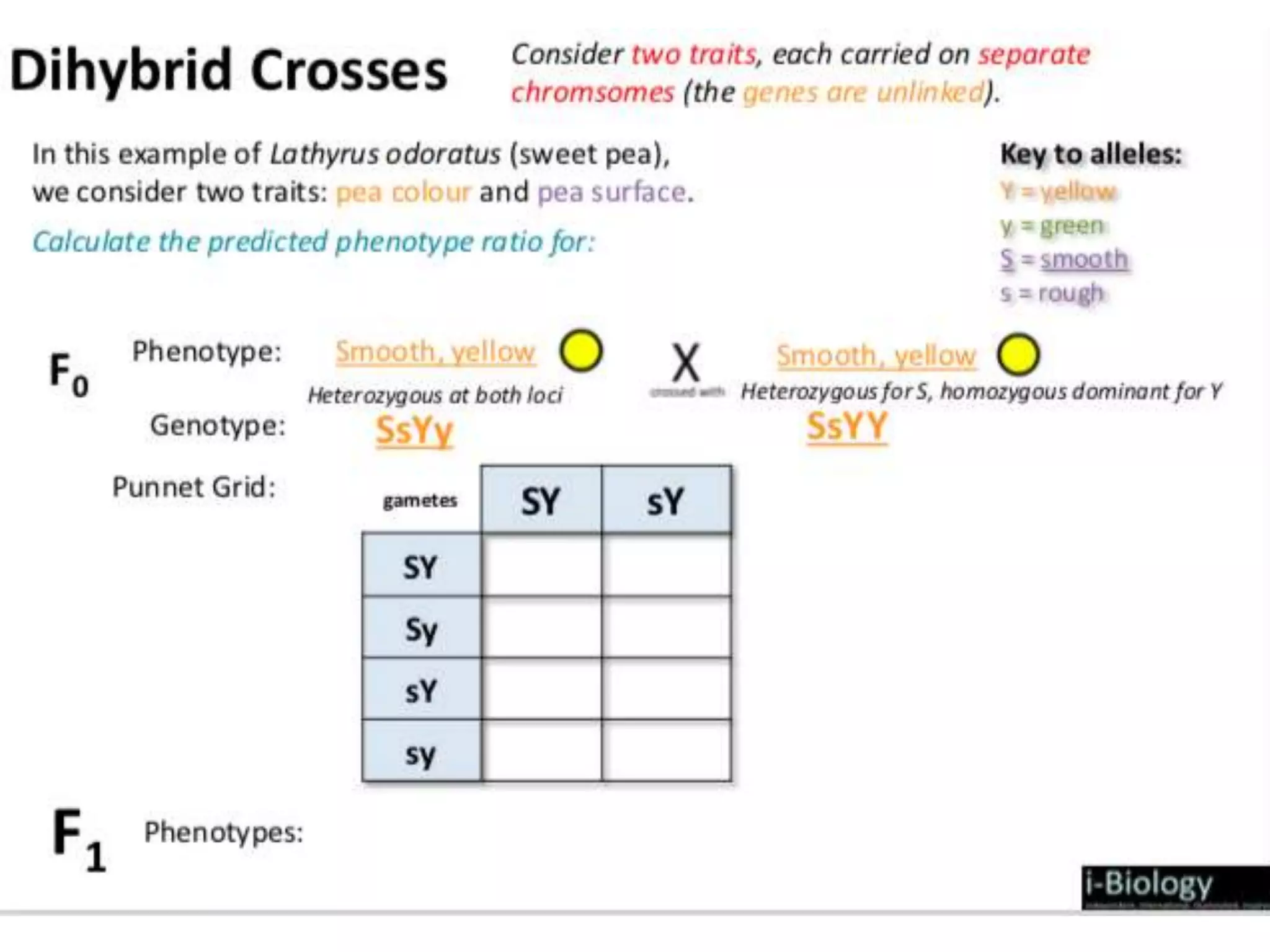 IB Bio Topic 10.2 Inheritance.pptx