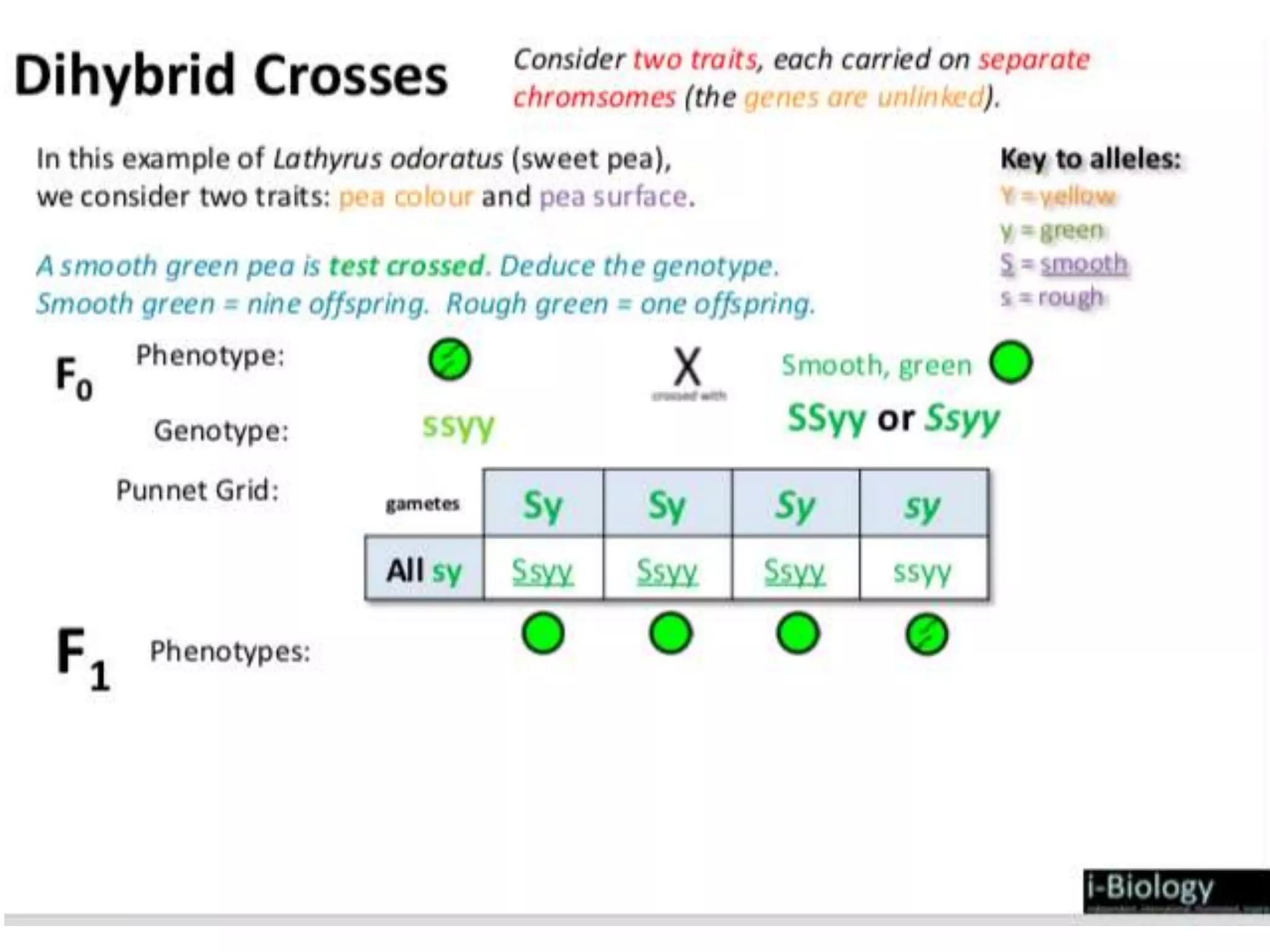 IB Bio Topic 10.2 Inheritance.pptx