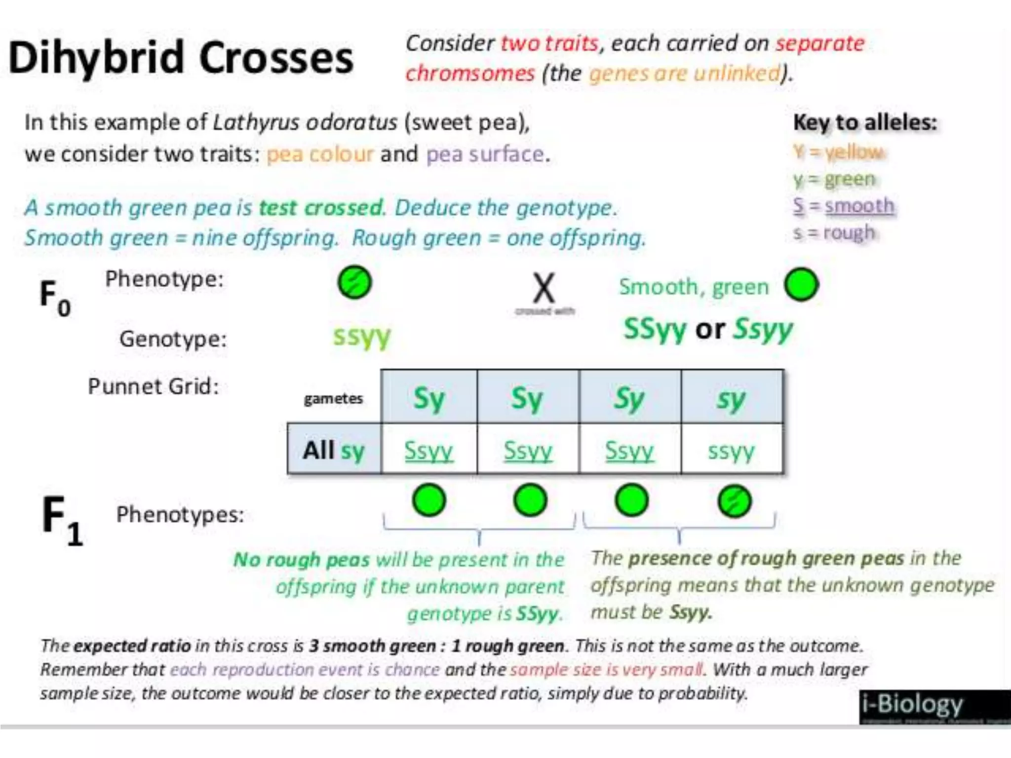 IB Bio Topic 10.2 Inheritance.pptx