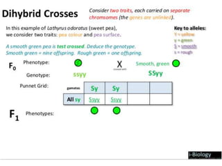 IB Bio Topic 10.2 Inheritance.pptx