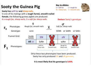 IB Bio Topic 10.2 Inheritance.pptx