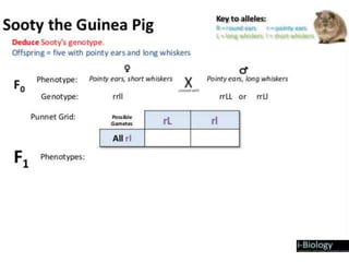 IB Bio Topic 10.2 Inheritance.pptx