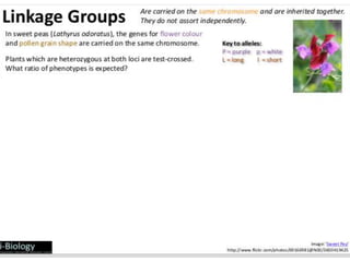 IB Bio Topic 10.2 Inheritance.pptx