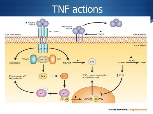 Management of Inflammatory Bowel Disease