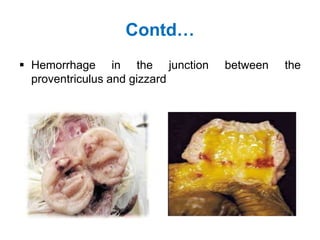 Infectious Bursal Disease | PPTX