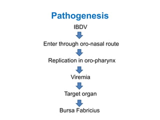 Infectious Bursal Disease | PPTX
