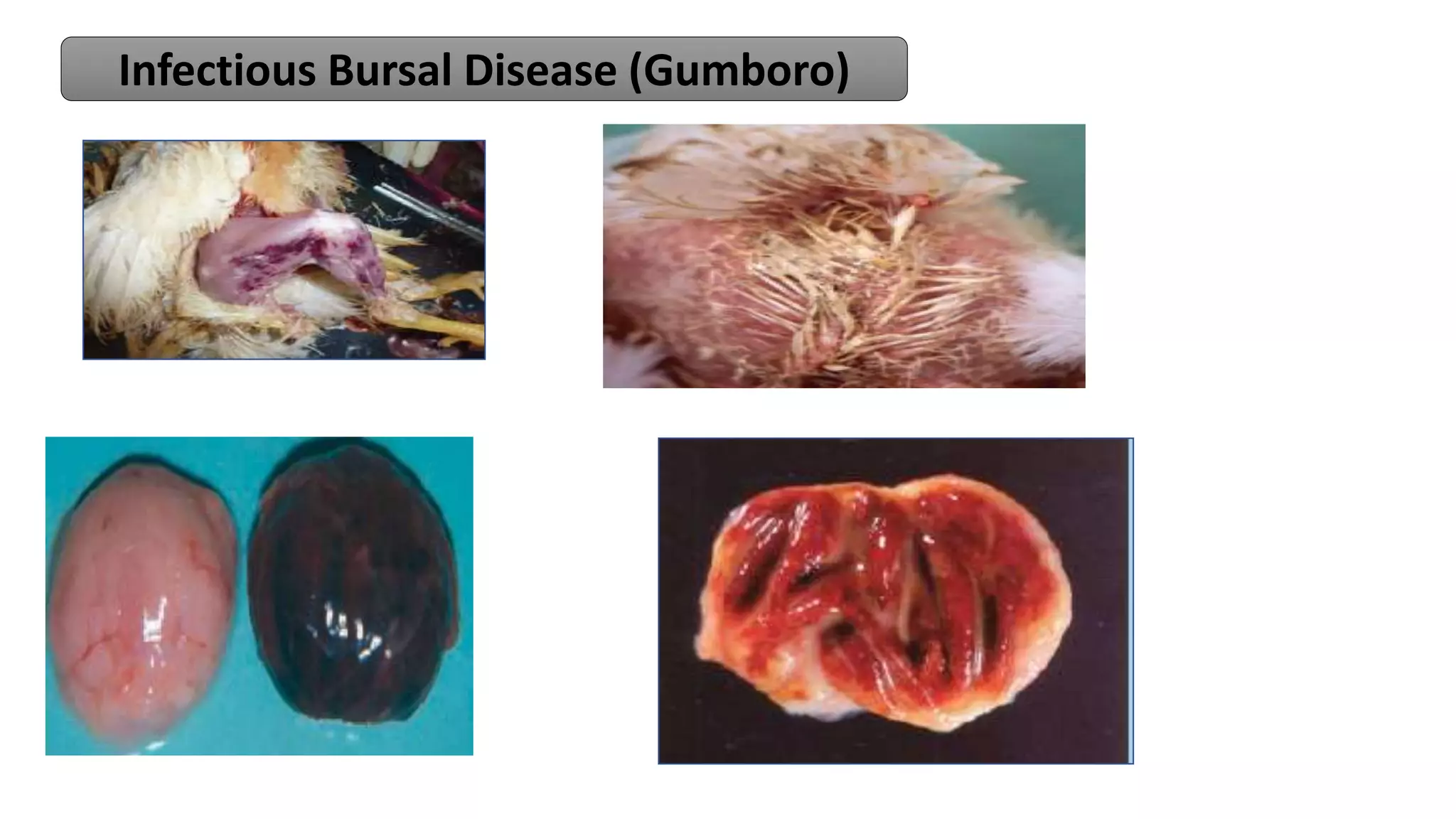 IBD and IBH.pptx