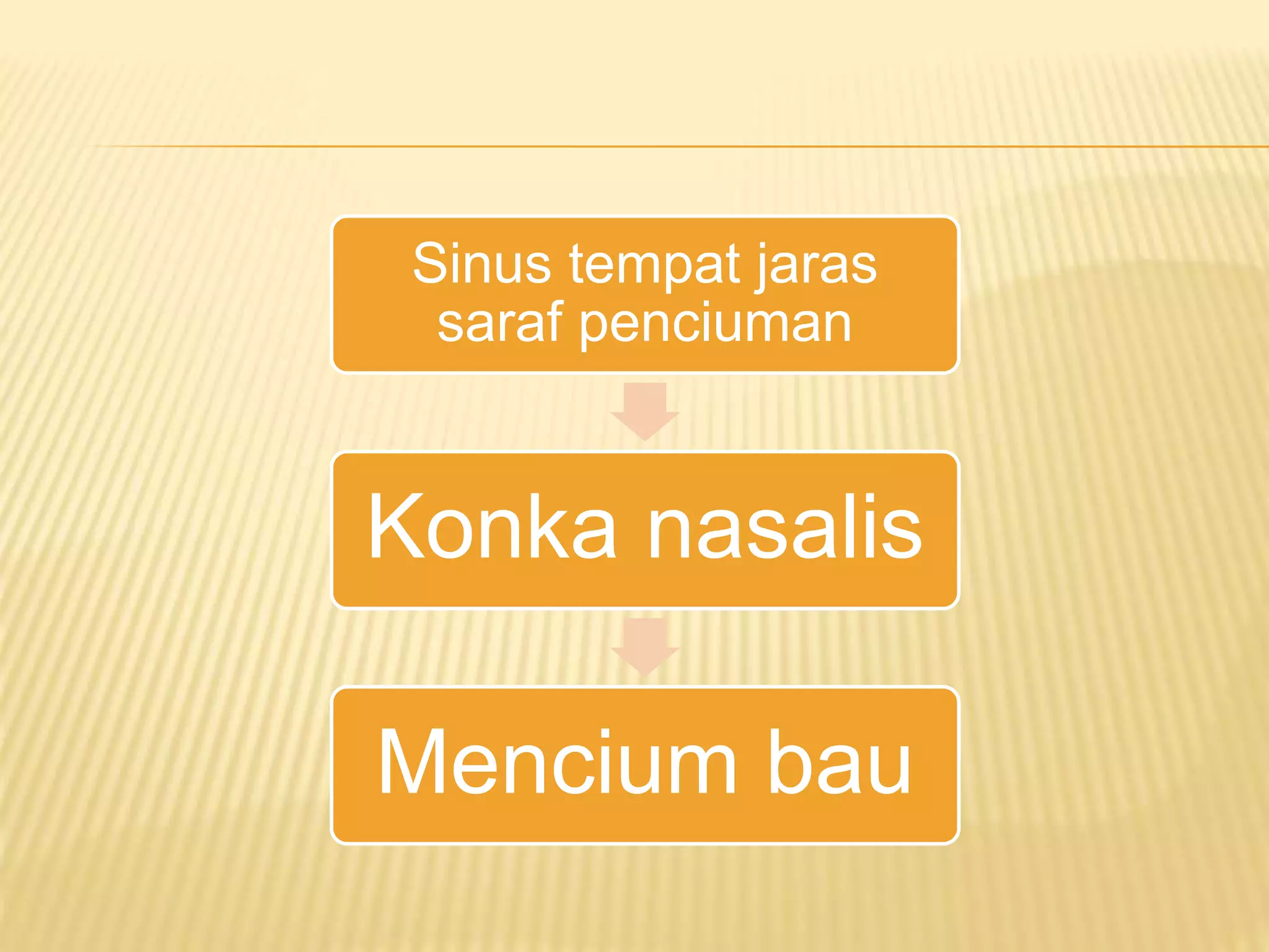 IBD (Bu IGA) - Anatomi & Fisiologi Sistem Pernapasan.pptx