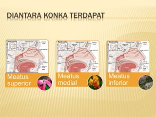 IBD (Bu IGA) - Anatomi & Fisiologi Sistem Pernapasan.pptx
