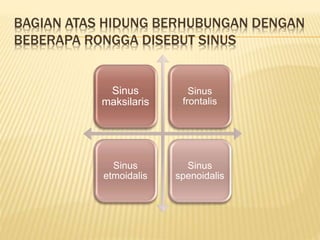 IBD (Bu IGA) - Anatomi & Fisiologi Sistem Pernapasan.pptx