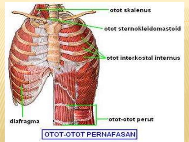 IBD (Bu IGA) - Anatomi & Fisiologi Sistem Pernapasan.pptx