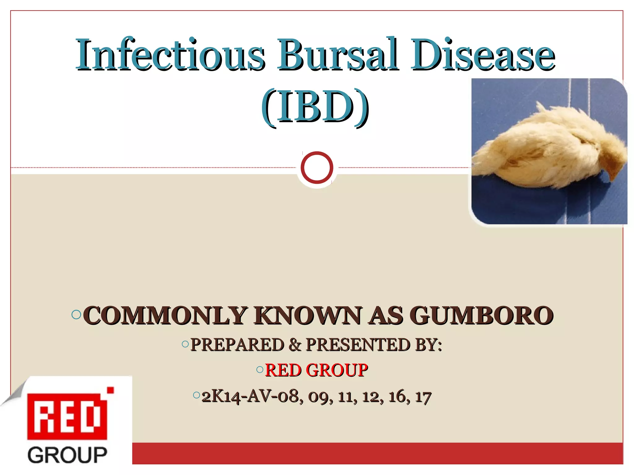 Ibd in poultry | PPT