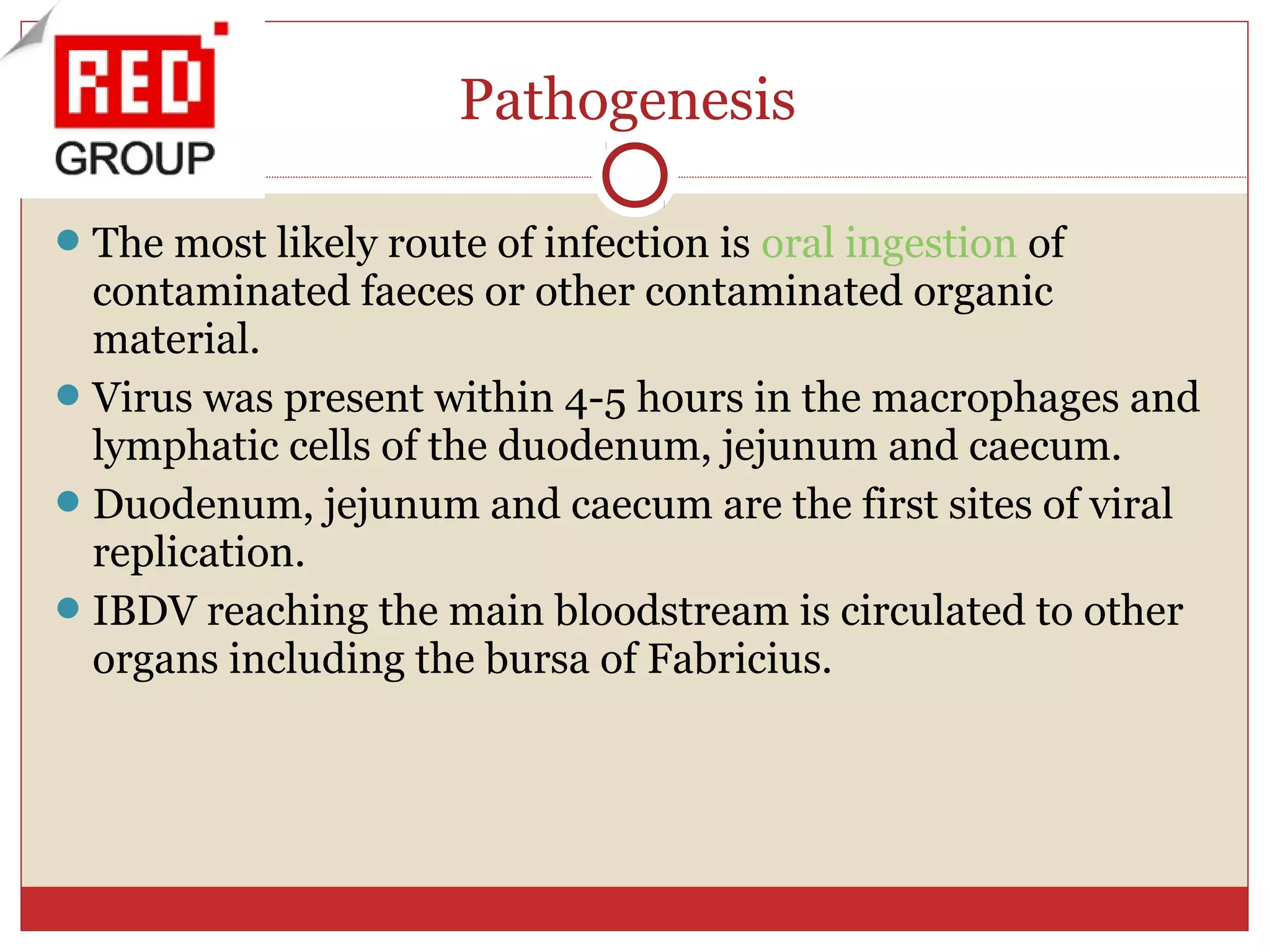 Ibd in poultry | PPT