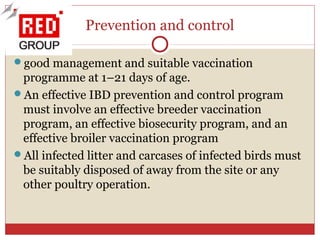 Ibd in poultry | PPT