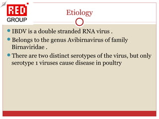 Ibd in poultry | PPT