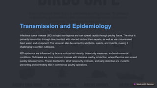 Infectious bursal disease ( gumboro ), IBD | PPTX