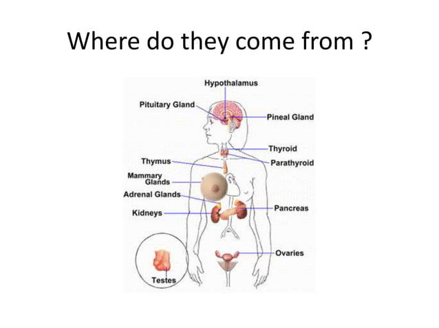 Ibdp hormones | PPTX | Hormonal Disorders | Endocrine and Metabolic ...