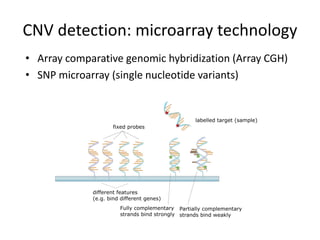 Rare copy-number variants in the development of Inflammatory Bowel Disease | PPTX