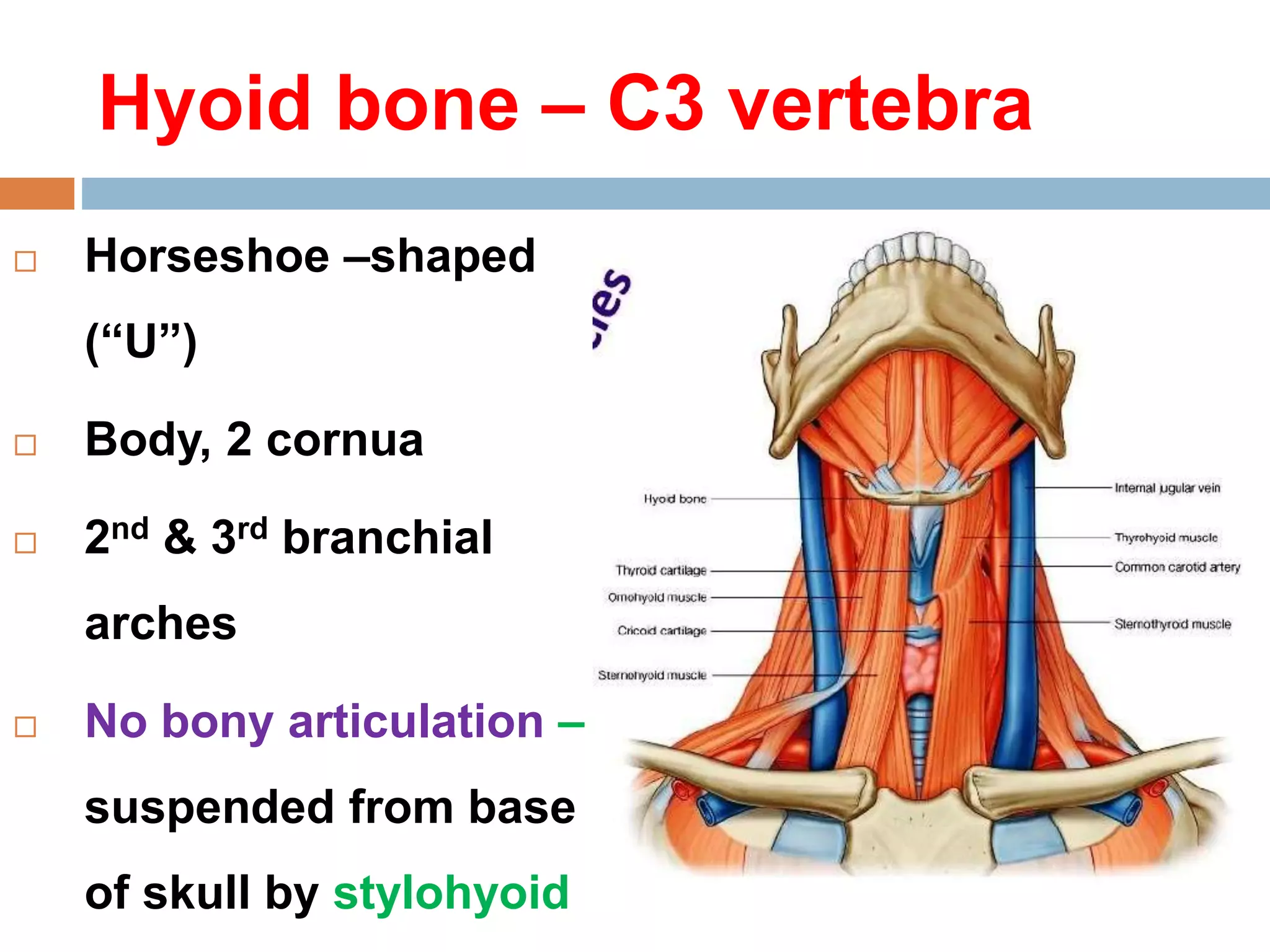 I BDS 2019-20 Anterior median region of neck.pptx