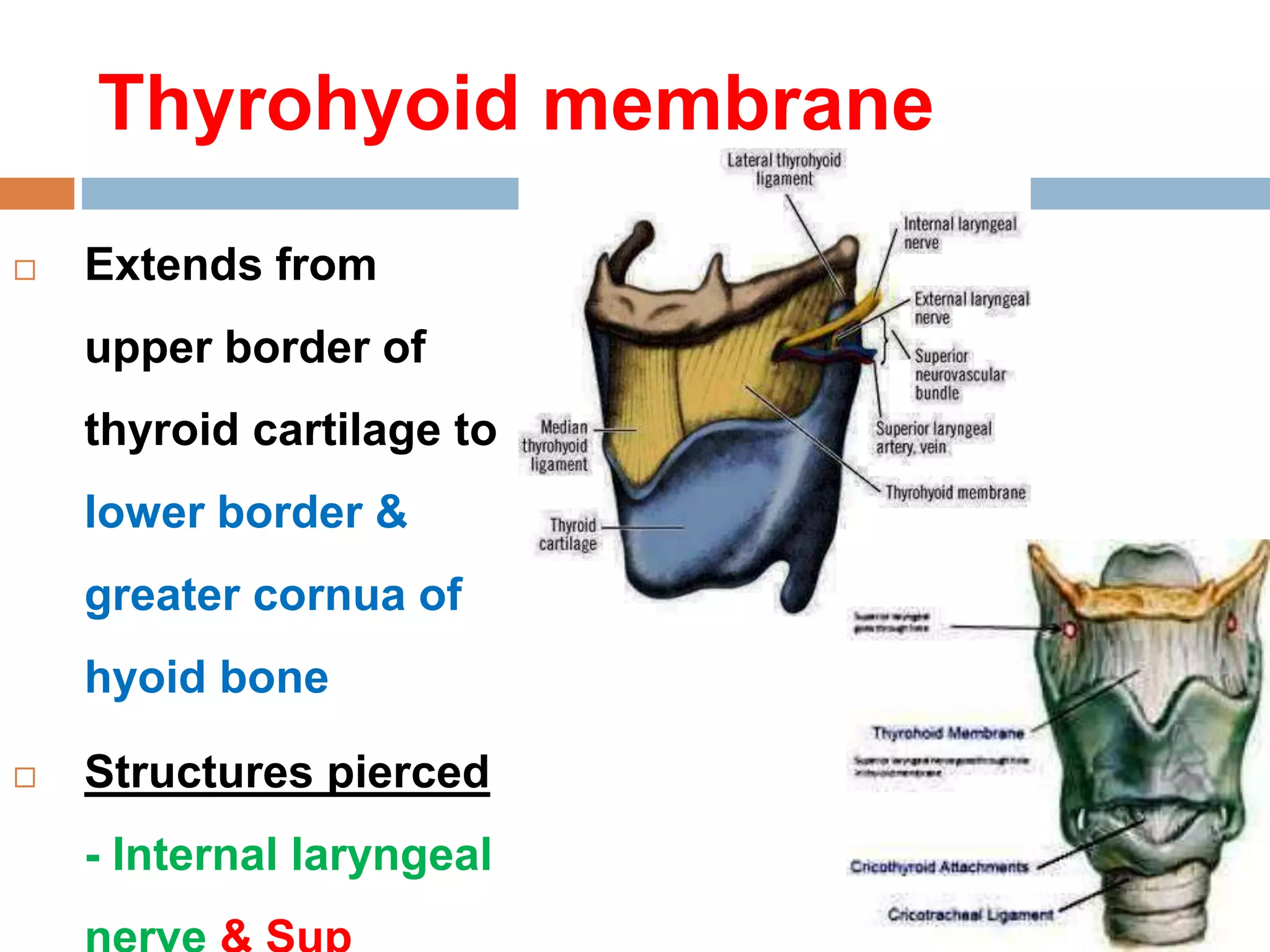 I BDS 2019-20 Anterior median region of neck.pptx