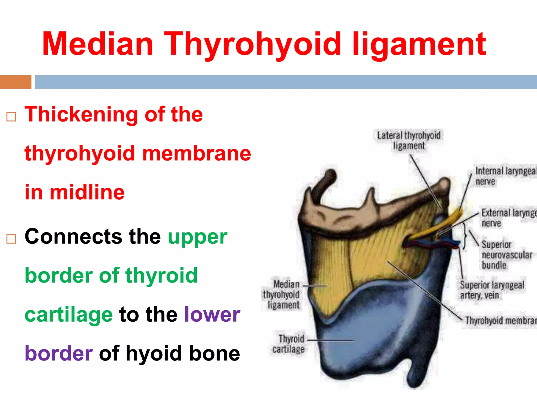 I BDS 2019-20 Anterior median region of neck.pptx
