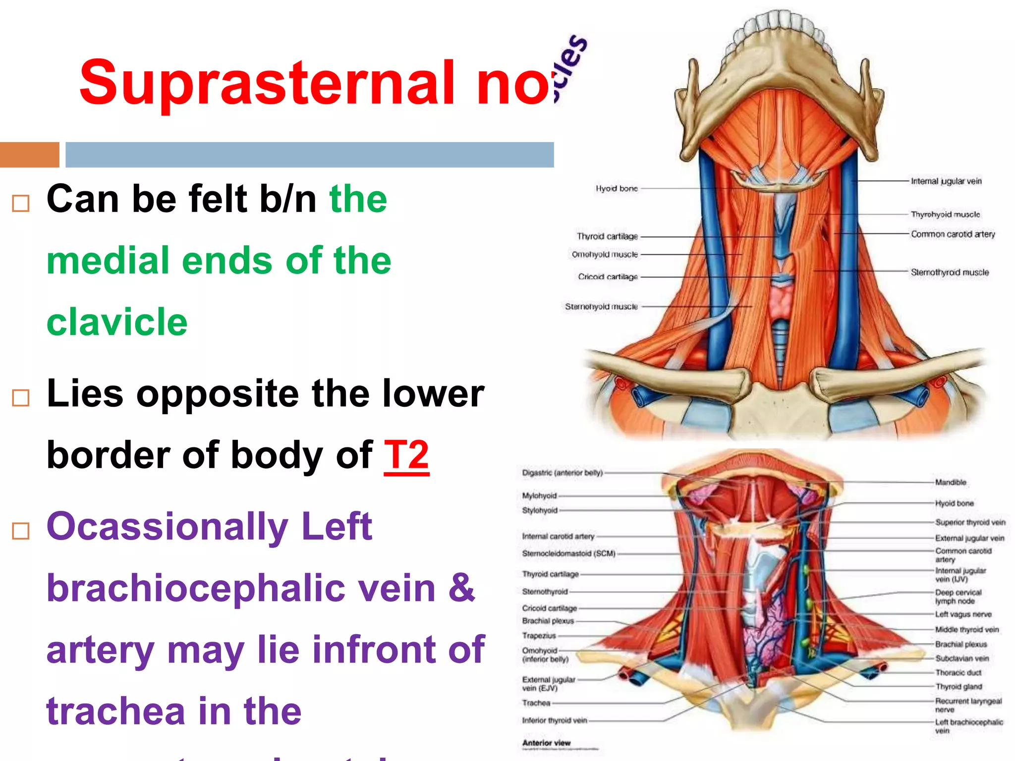 I BDS 2019-20 Anterior median region of neck.pptx