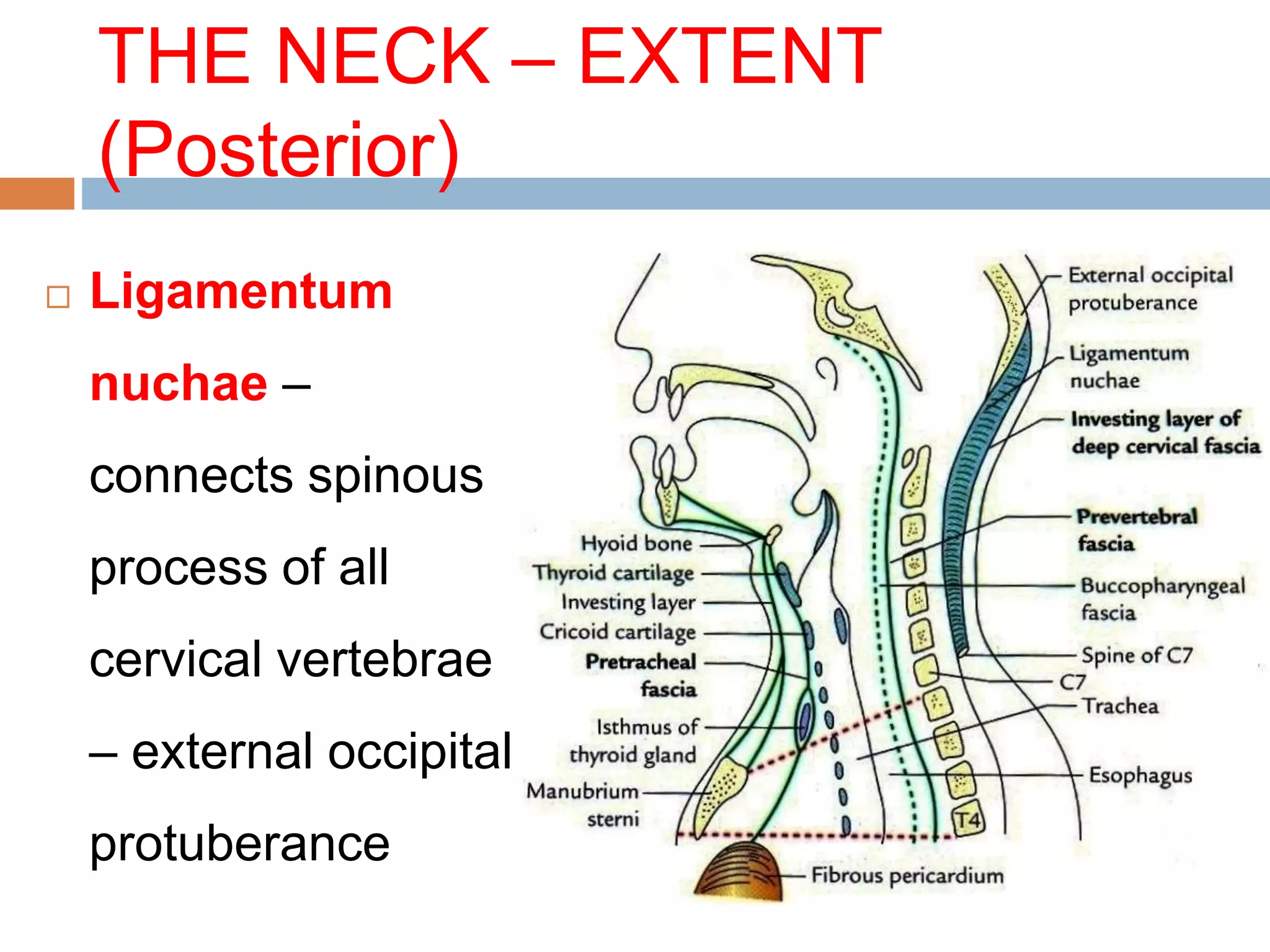 I BDS 2019-20 Anterior median region of neck.pptx